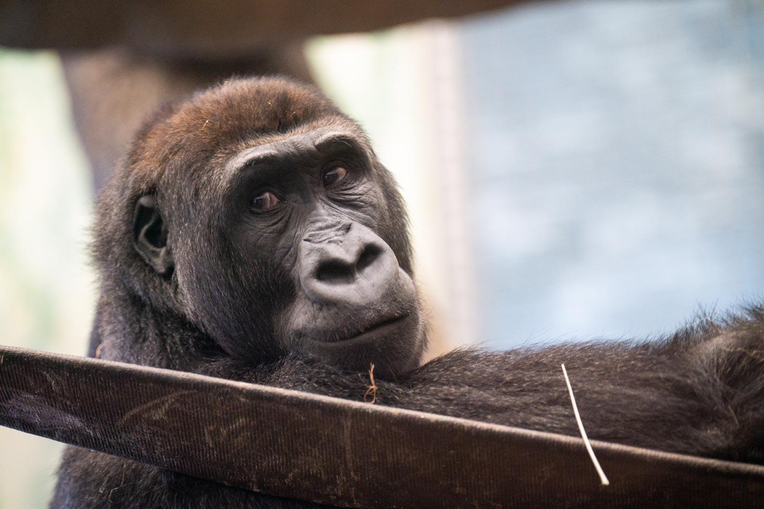 How Your Old Cell Phone Can Protect Gorillas Columbus Zoo and Aquarium
